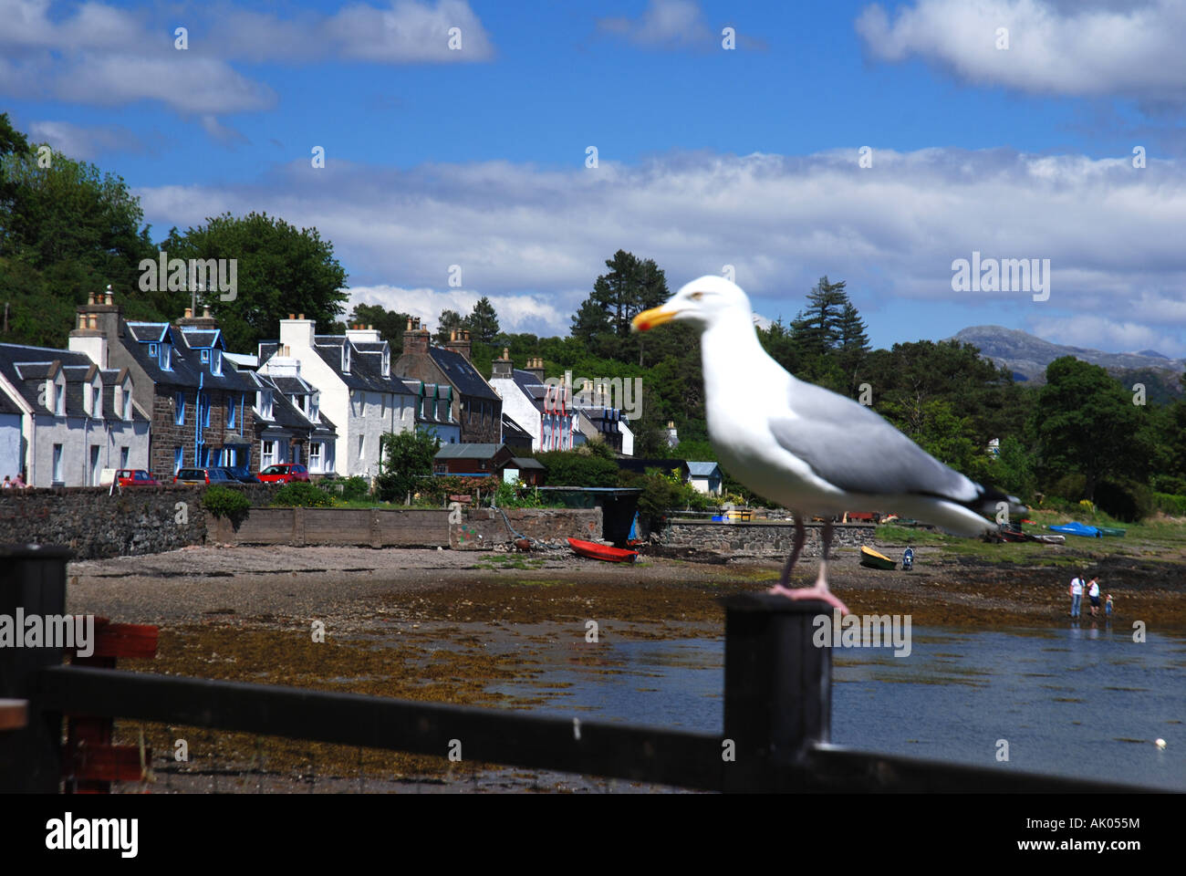 Plockton palm trees hi-res stock photography and images - Alamy