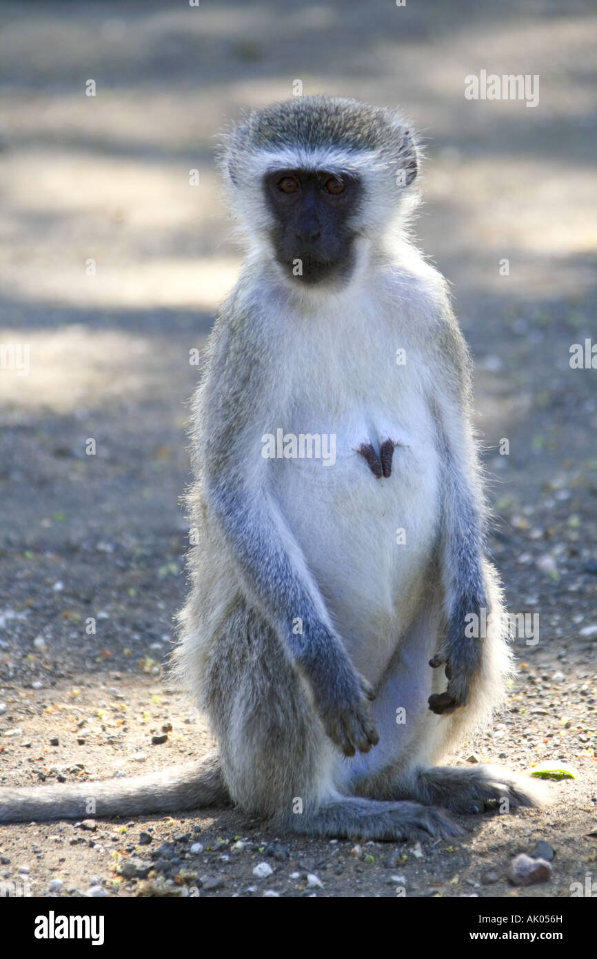 Vervet Monkey, Kruger National Park Stock Photo - Alamy