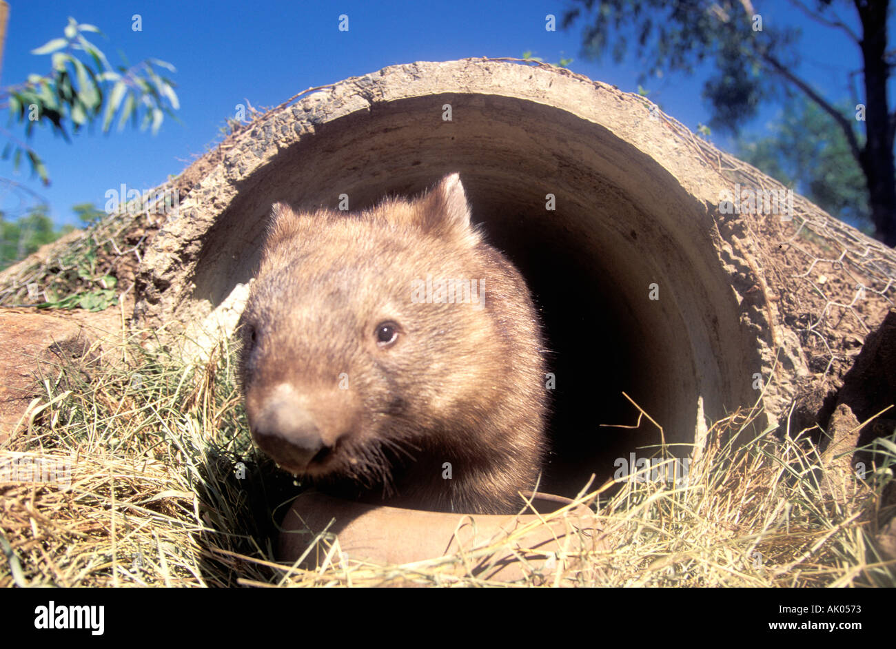 Wombat In Zoo High Resolution Stock Photography and Images - Alamy