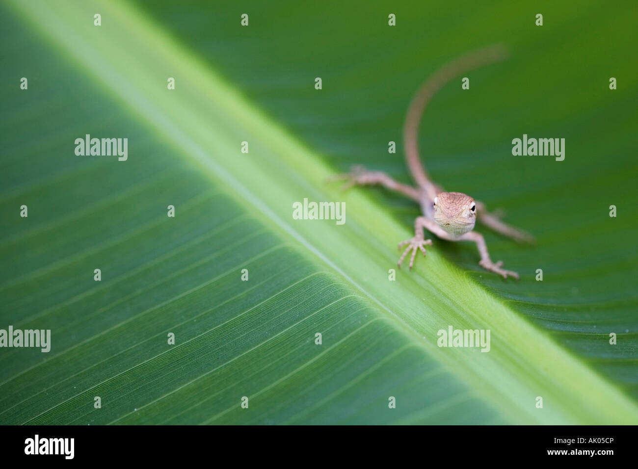 Tiny lizard on banana leaf. India Stock Photo - Alamy