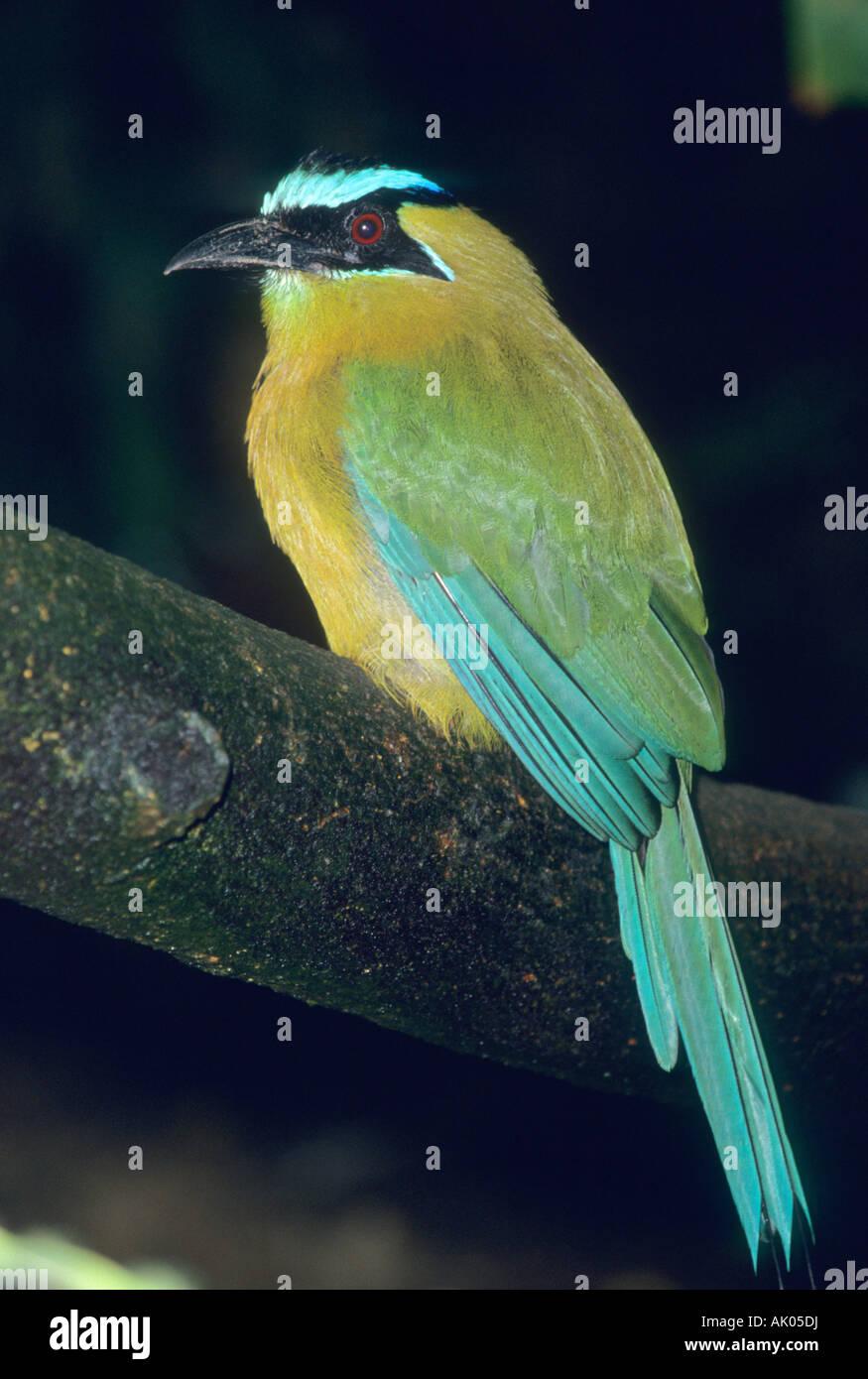 Blue-Crowned Motmot (Momotus momota) Rainforest bird, Costa Rica Stock ...