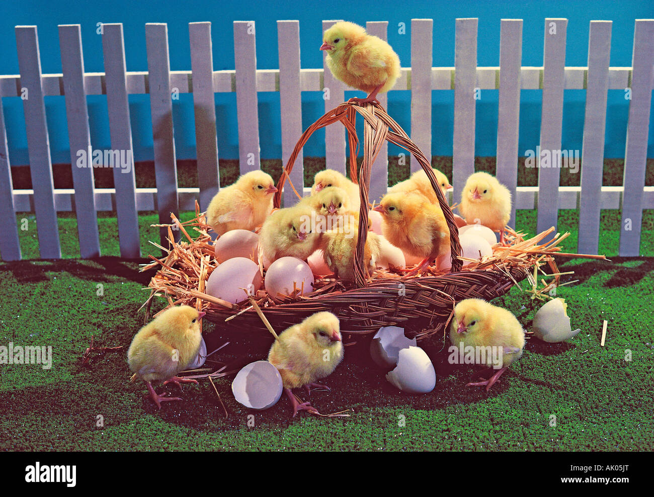 Chicks in basket hi-res stock photography and images - Alamy