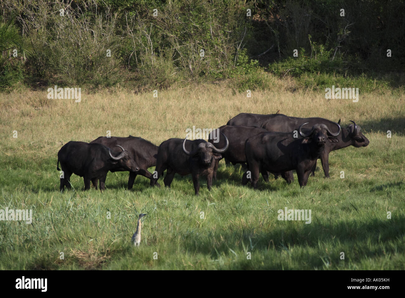 Buffalo at Tembe Elephant Park Stock Photo - Alamy
