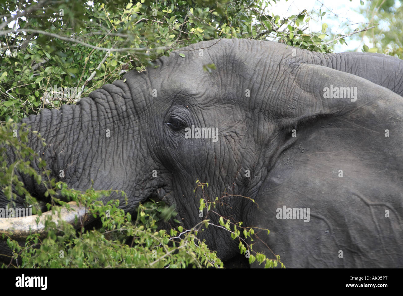 Elephant, Tembe Elephant Park, South Africa Stock Photo - Alamy