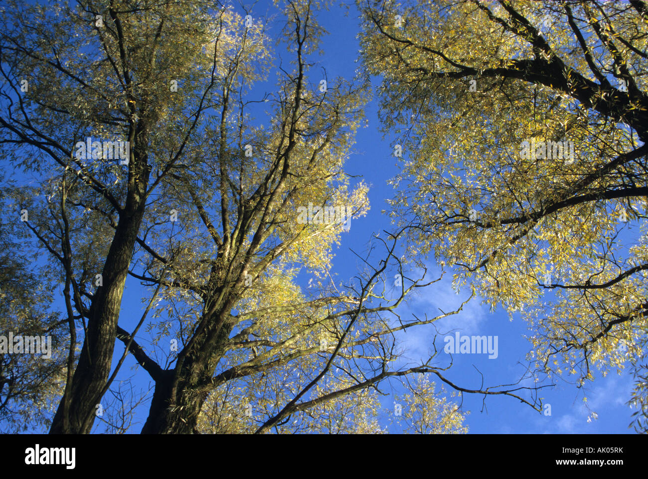 Stoke on trent trees hi-res stock photography and images - Alamy