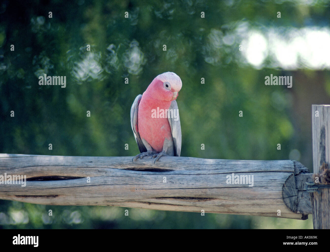 Portrait of a galah or rose breasted cockatoo Stock Photo - Alamy