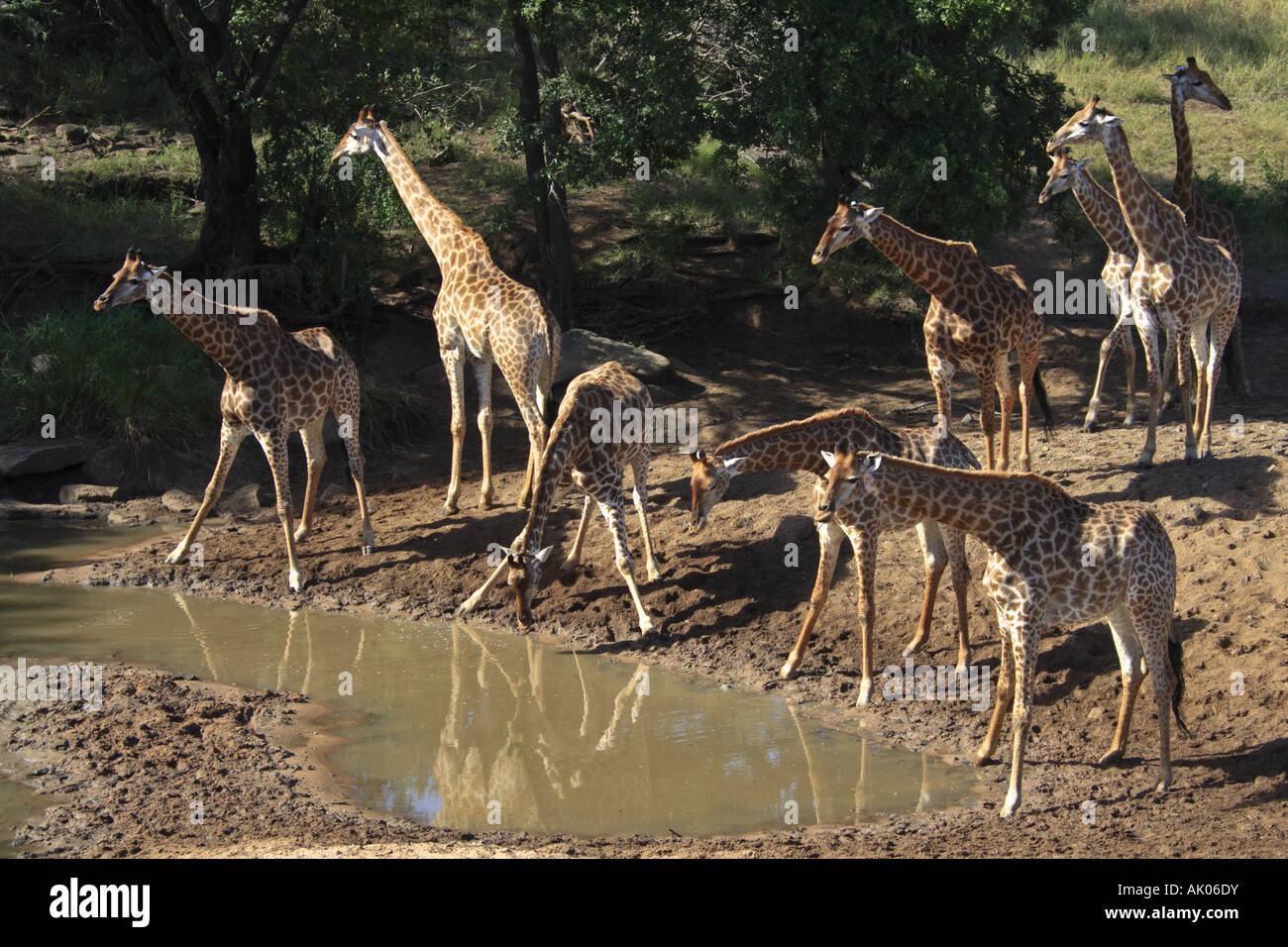 Giraffe congregation hi-res stock photography and images - Alamy