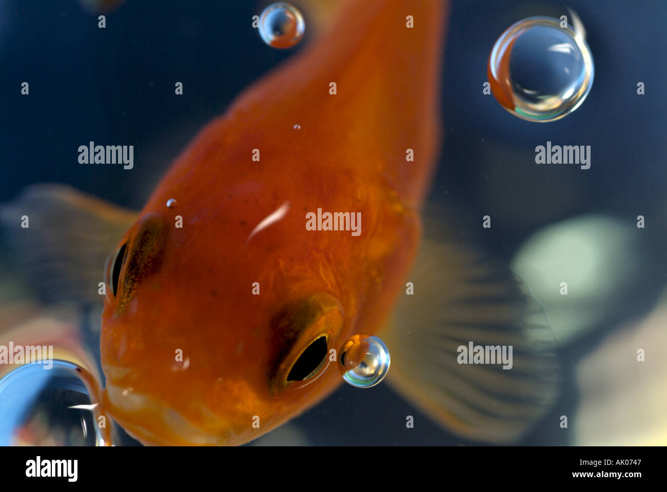 Goldfish hi-res stock photography and images - Alamy