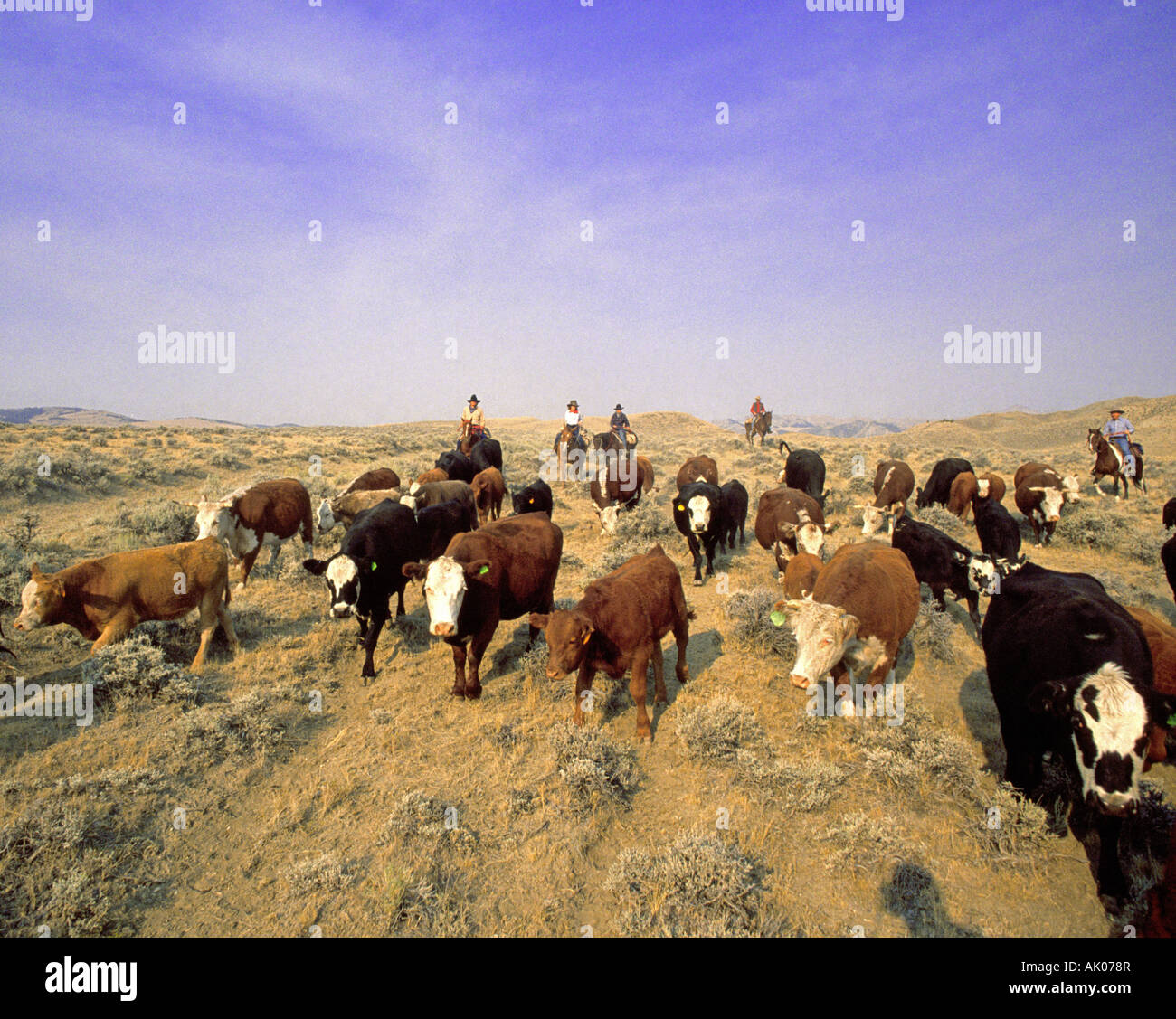 Cowboys and cowgirls on a large cattle ranch in southern Wyoming watch ...