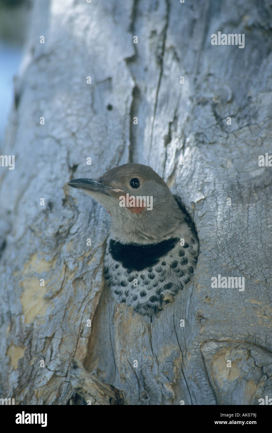 Northern Flicker (Colaptus auratus) in nest hole, Mt. Rainier National ...