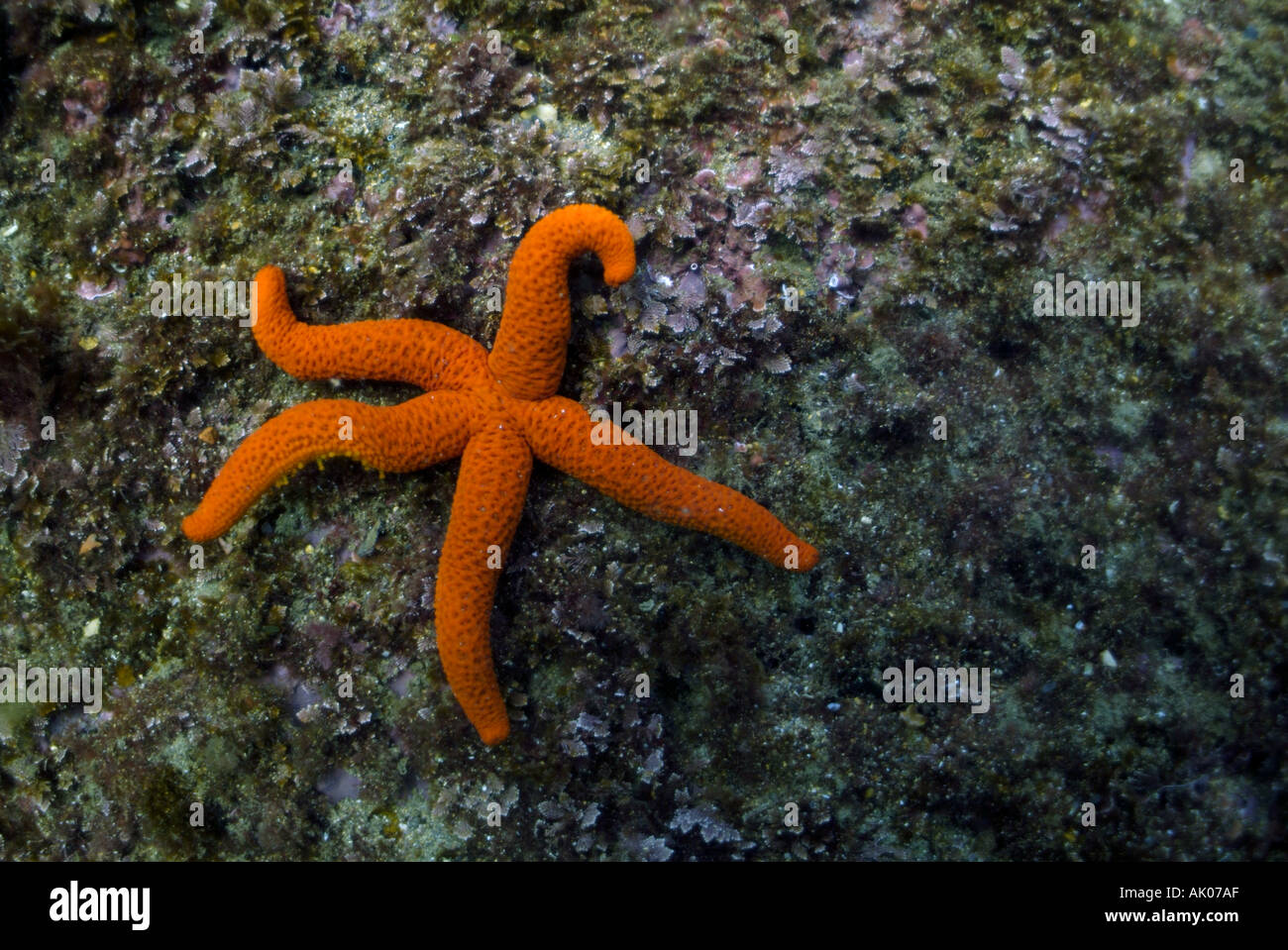 Red Starfish (Echinaster sepositus) clinging to a rock, Marseille ...