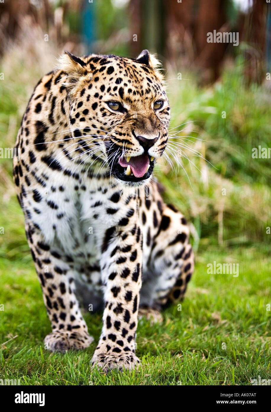 Panthera pardus Leopard relaxing Stock Photo - Alamy