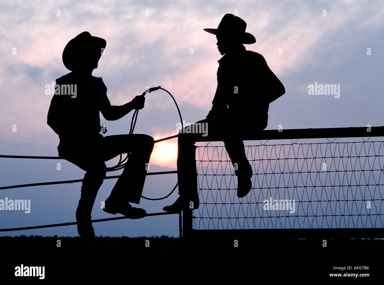 African cattle america hi-res stock photography and images - Alamy