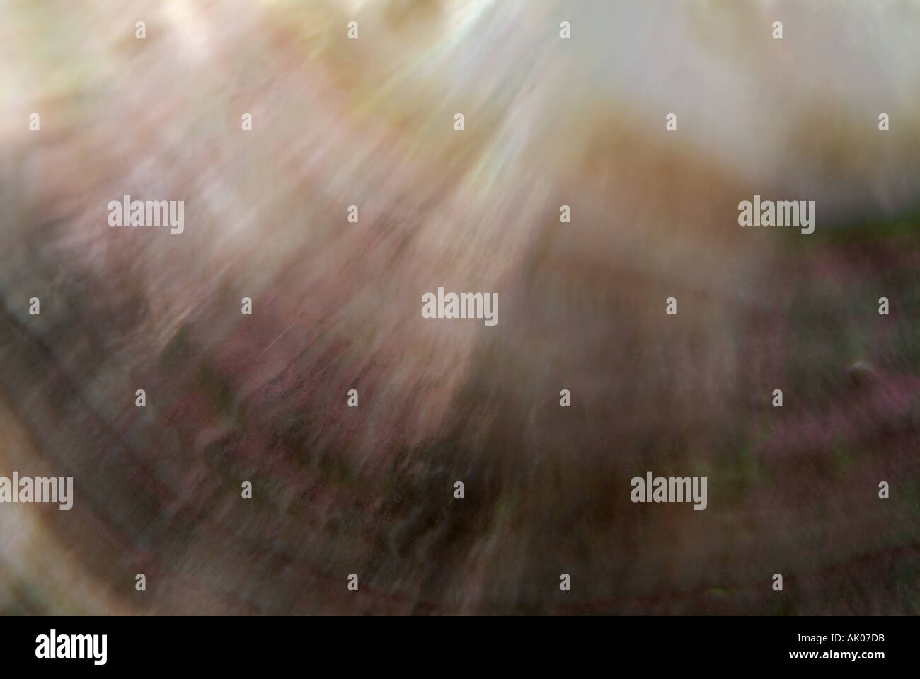 Pearl oyster hi-res stock photography and images - Alamy