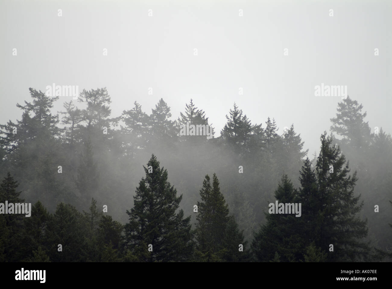 Evergreen trees in fog and mist Nanaimo Vancouver Island British ...