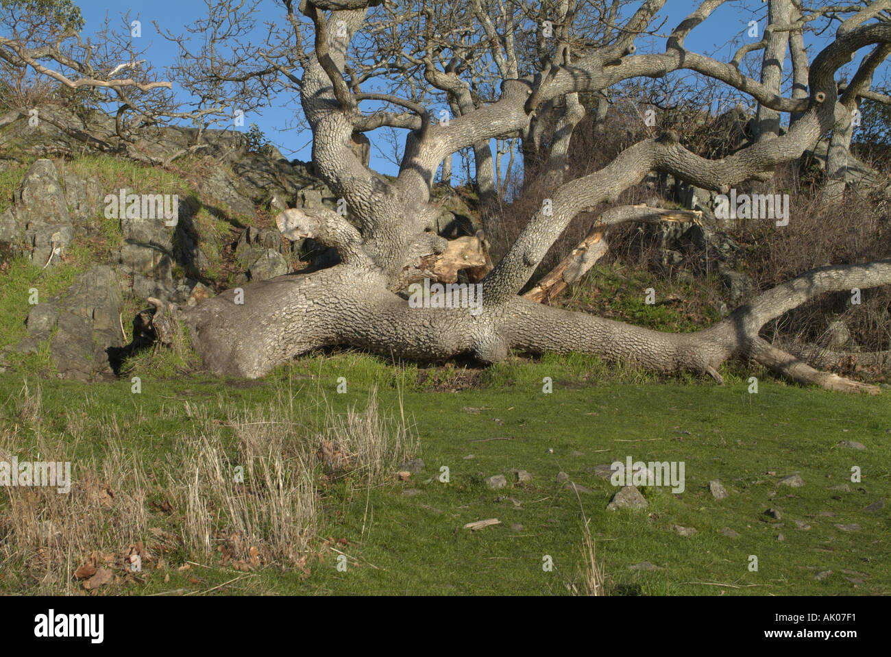 Garry Oak tree Quercus garrayanna Pipers Lagoon Park Nanaimo Vancouver ...