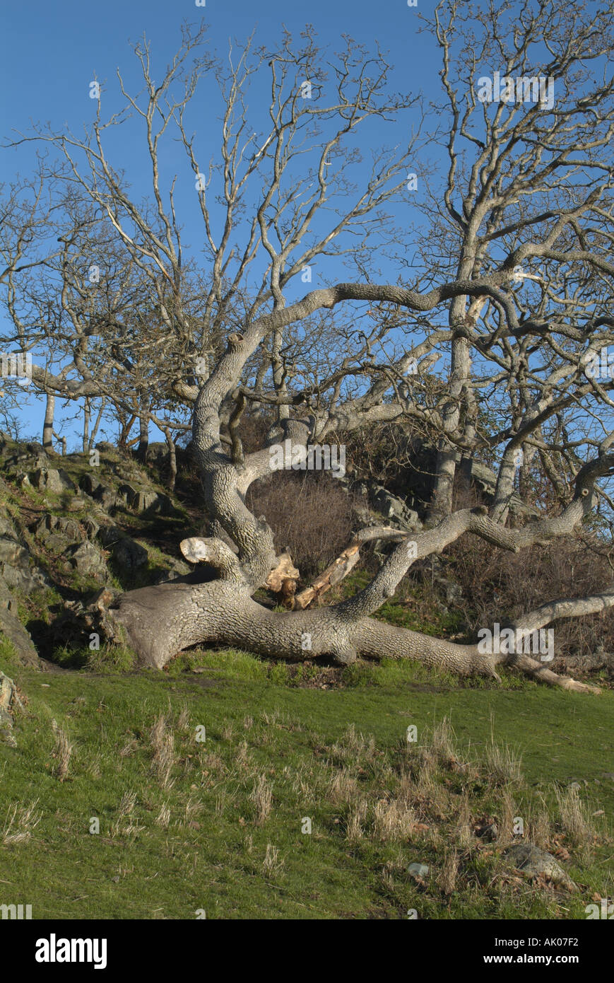 Garry Oak tree Quercus garrayanna Pipers Lagoon Park Nanaimo Vancouver ...