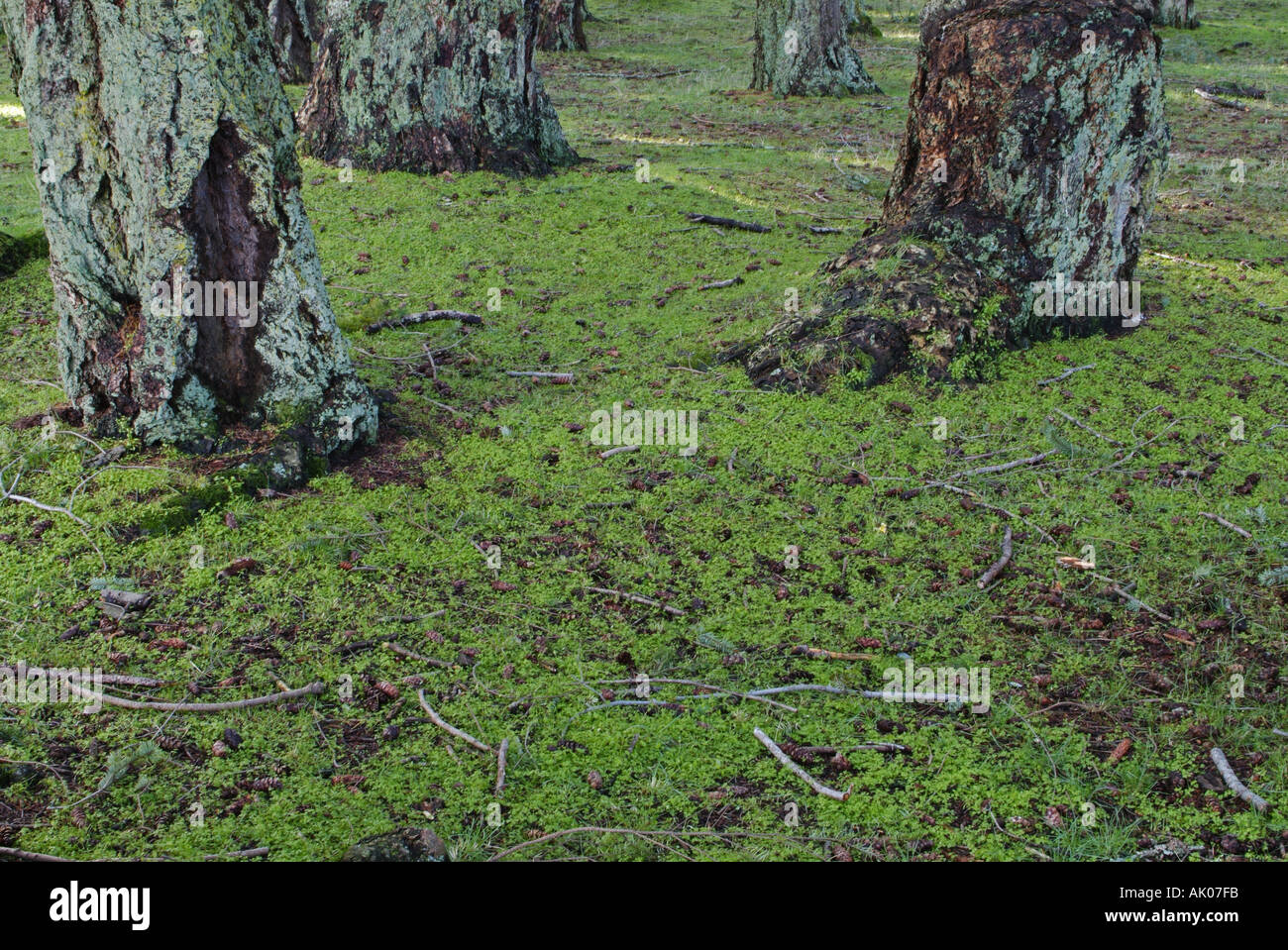 Tree trunks in lush forest Rathtrevor Beach Provincial Park Vancouver ...