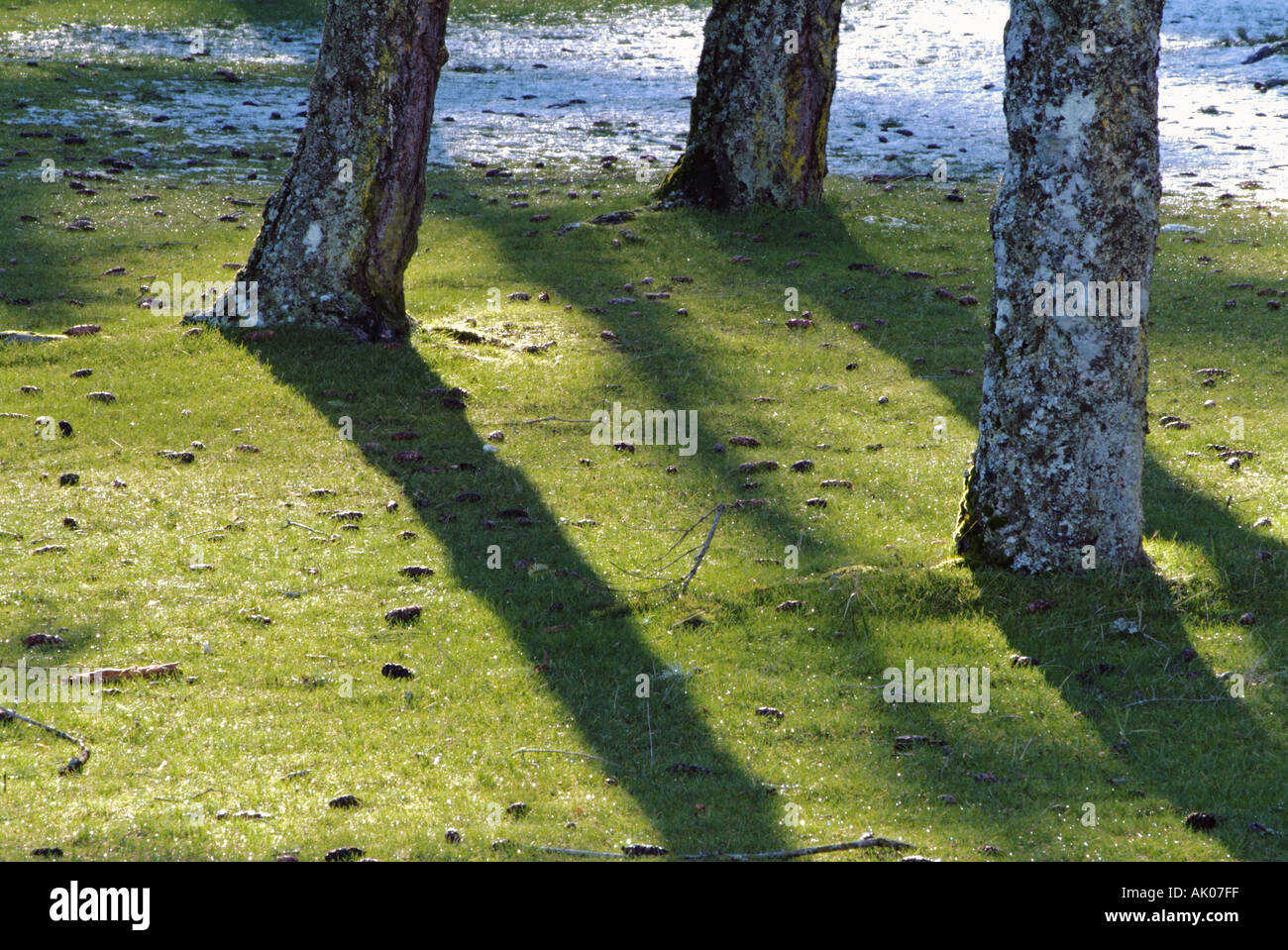 Evening light Trees cast shadow Rathtrevor Beach Provincial Park ...