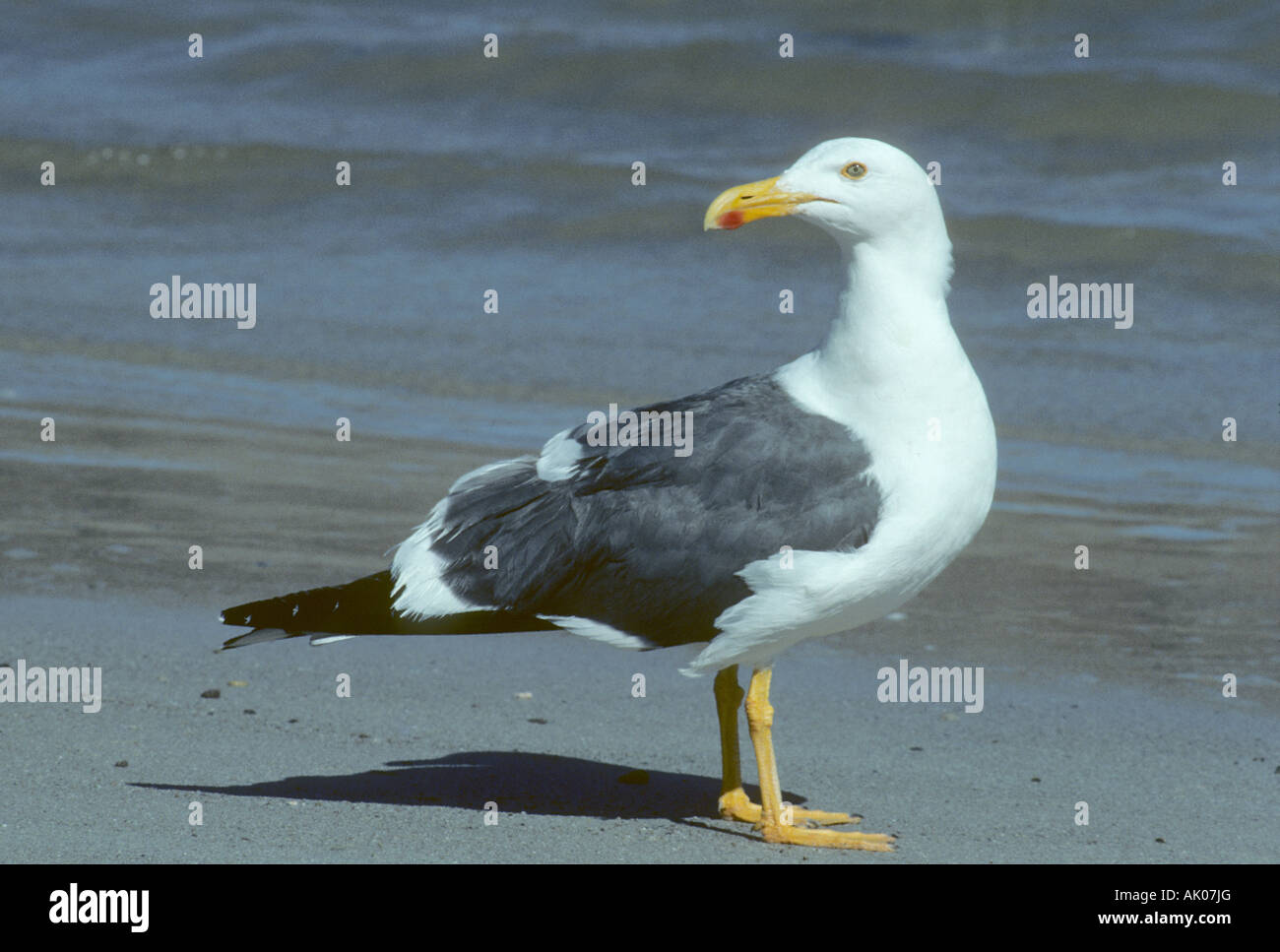 Yellow-Footed Gull (Larus livens) Baja California, Sea of Cortez ...