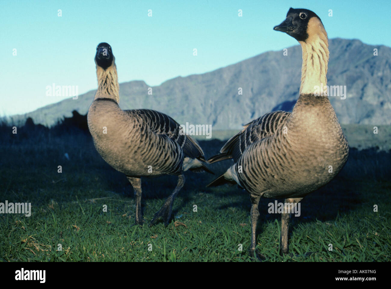 Nene or Hawaiian Geese (Branta sandvicensis) state bird of Hawaii, WILD ...