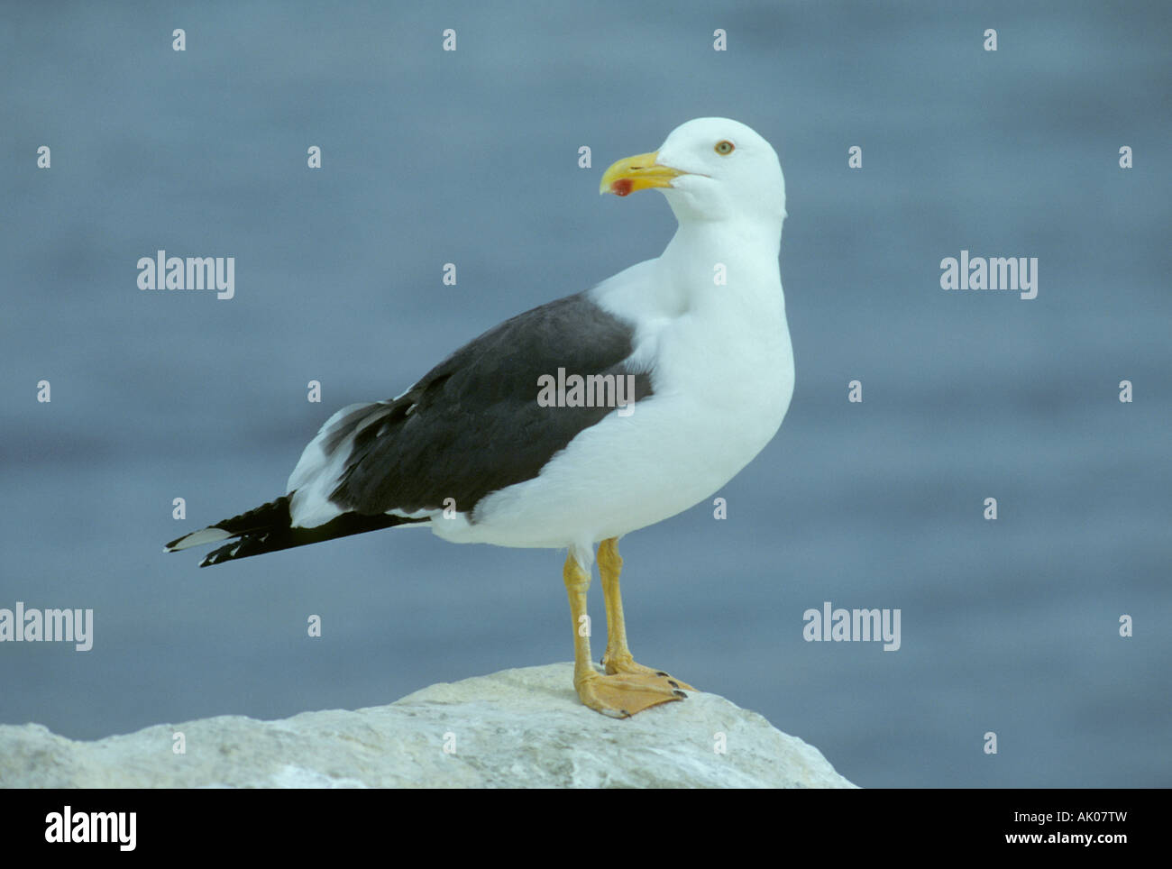 Yellow-Footed Gull (Larus livens) Baja California, Sea of Cortez ...