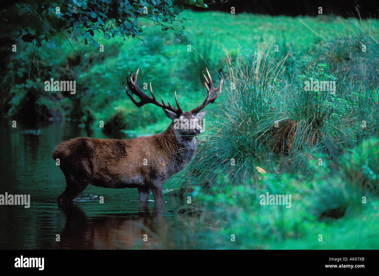 Red Deer / Rothirsch Stock Photo - Alamy