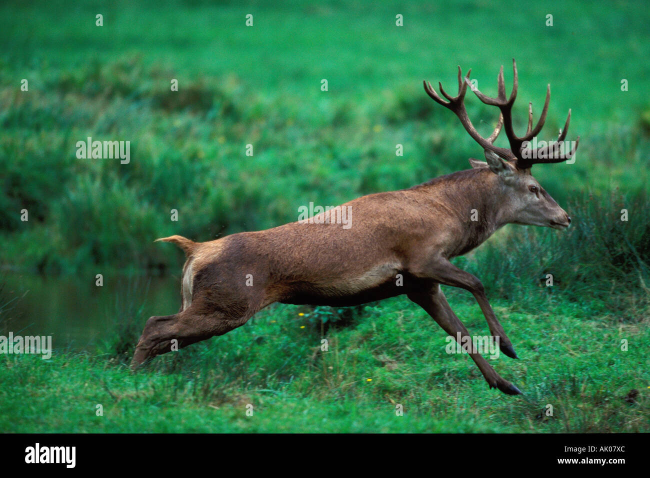 Red Deer / Rothirsch Stock Photo - Alamy