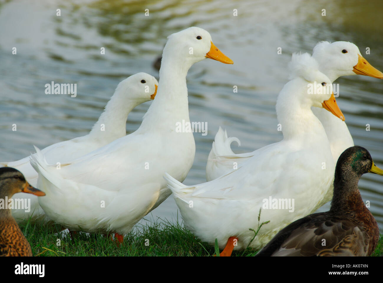 A Waddling Duck Stock Photos & A Waddling Duck Stock Images - Alamy