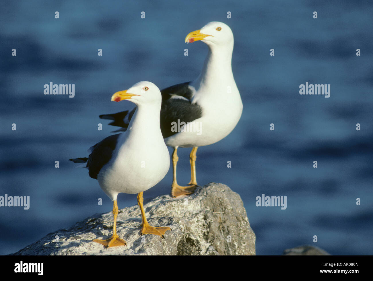 Yellow-Footed Gull (Larus livens) Baja California, Sea of Cortez ...