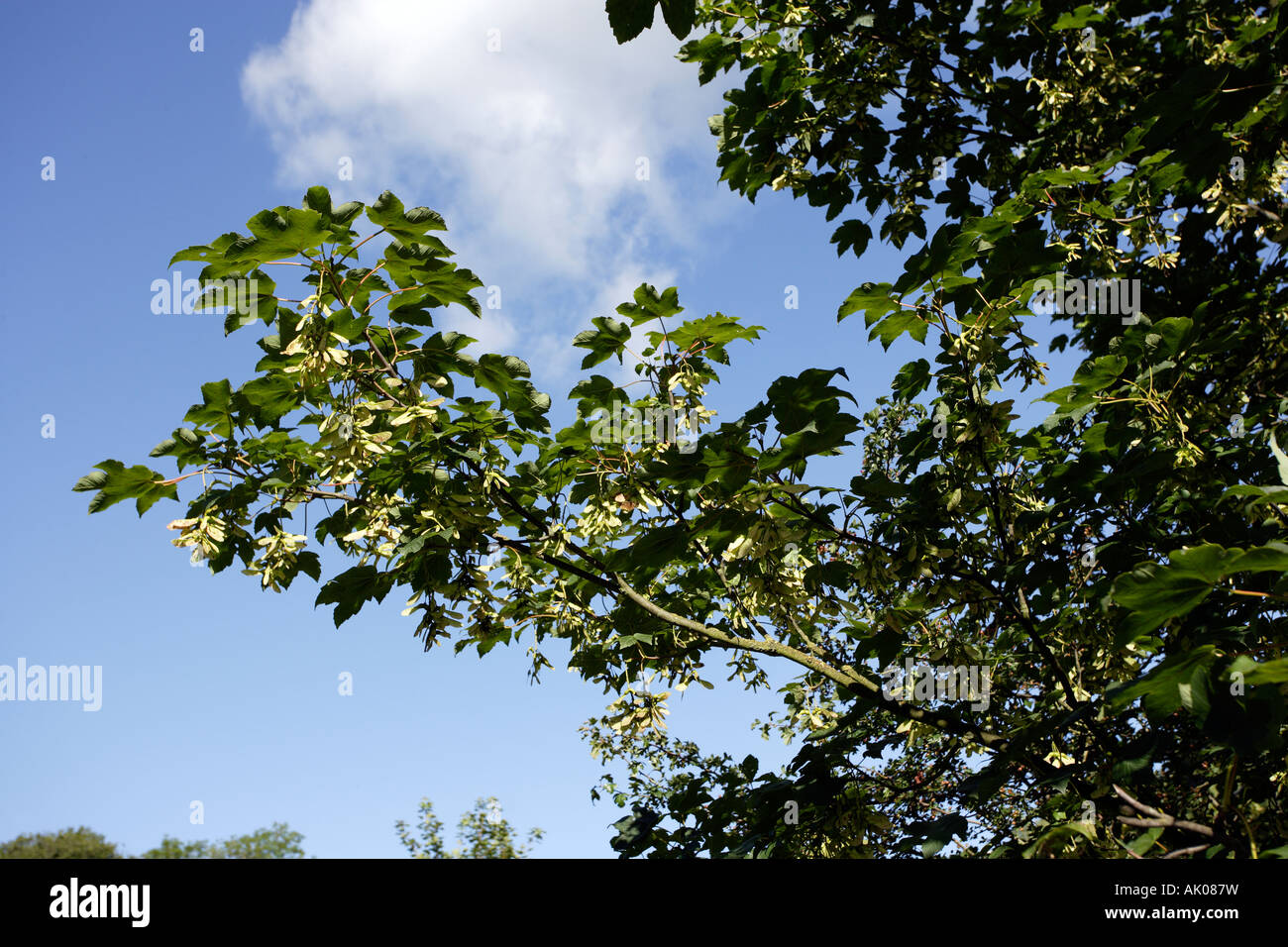 Sycamore Tree with keys Stock Photo - Alamy