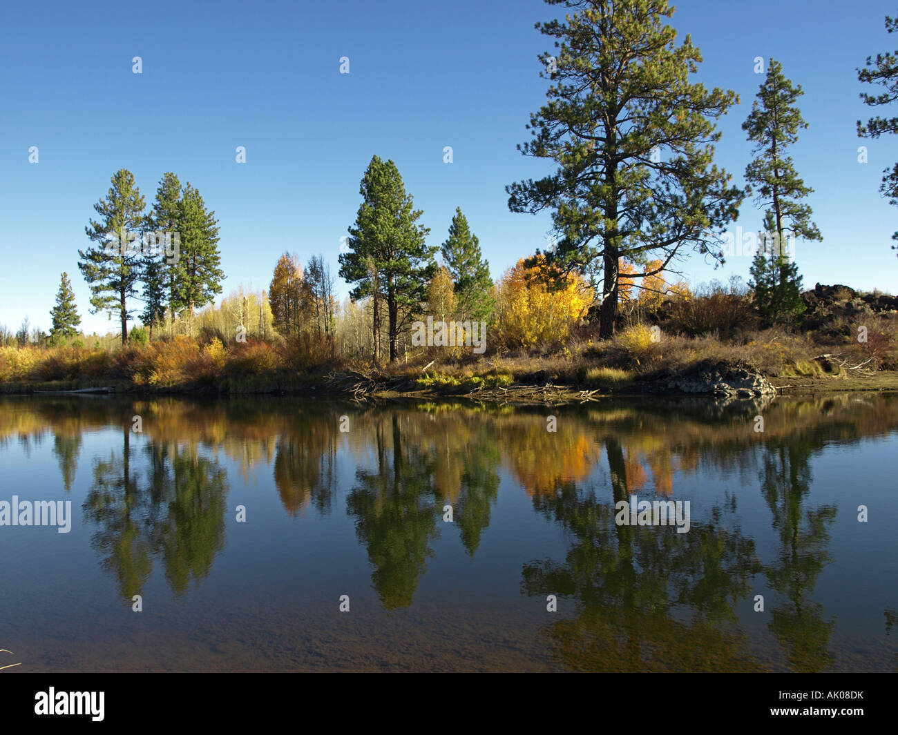 Reflections of aspen and ponderosa pine trees in the quiet waters of ...