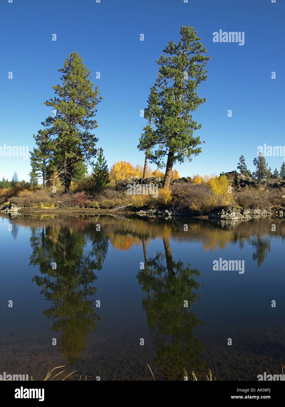 Reflections of aspen and ponderosa pine trees in the quiet waters of ...