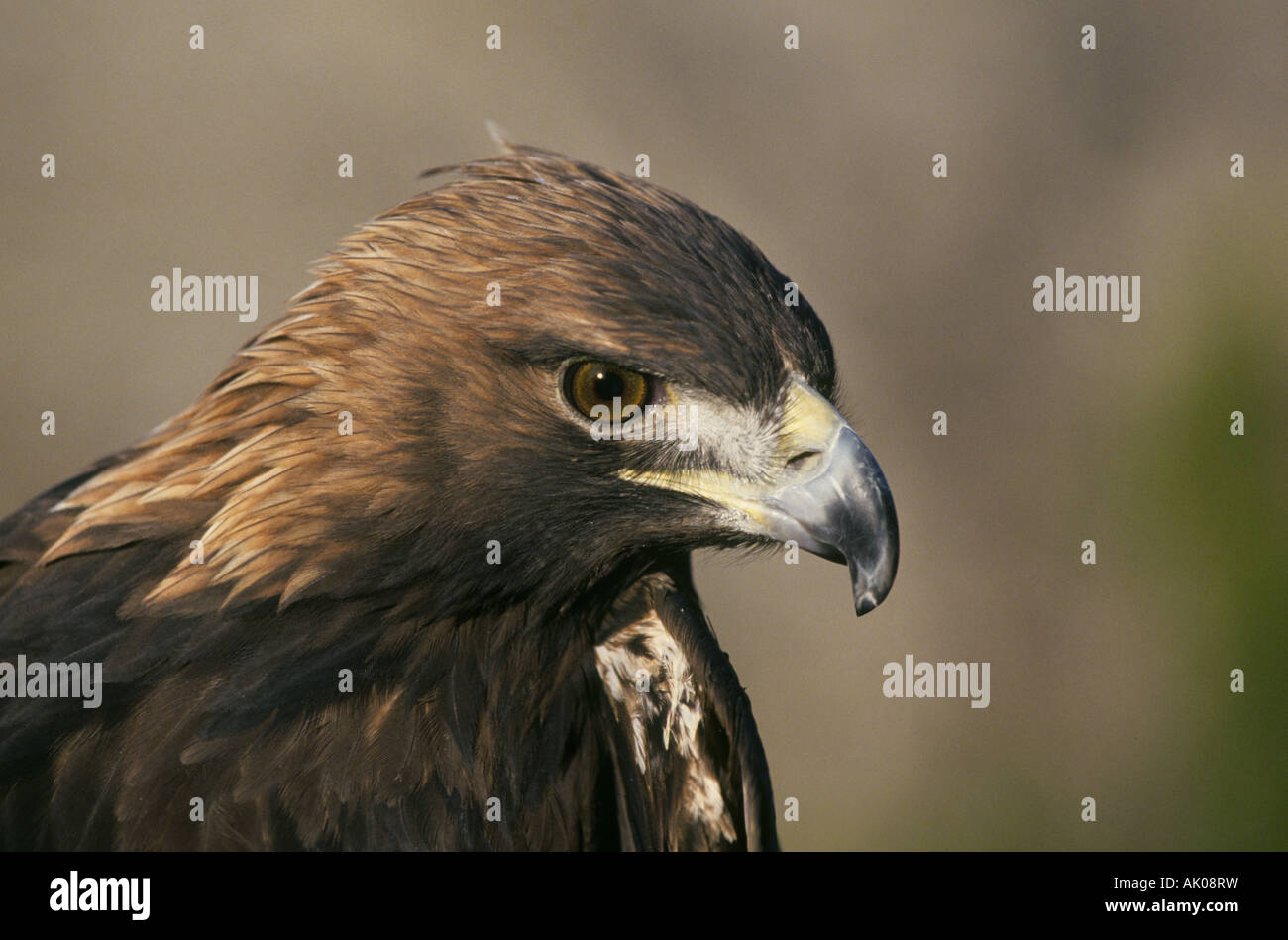 Eagle birds hi-res stock photography and images - Alamy