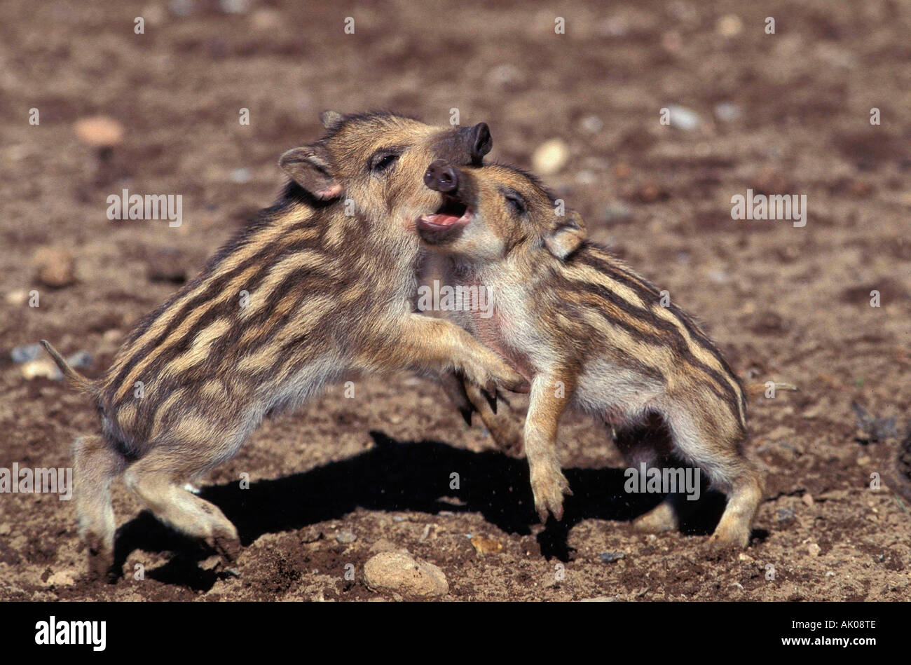Wild Boar / Wildschwein Stock Photo - Alamy