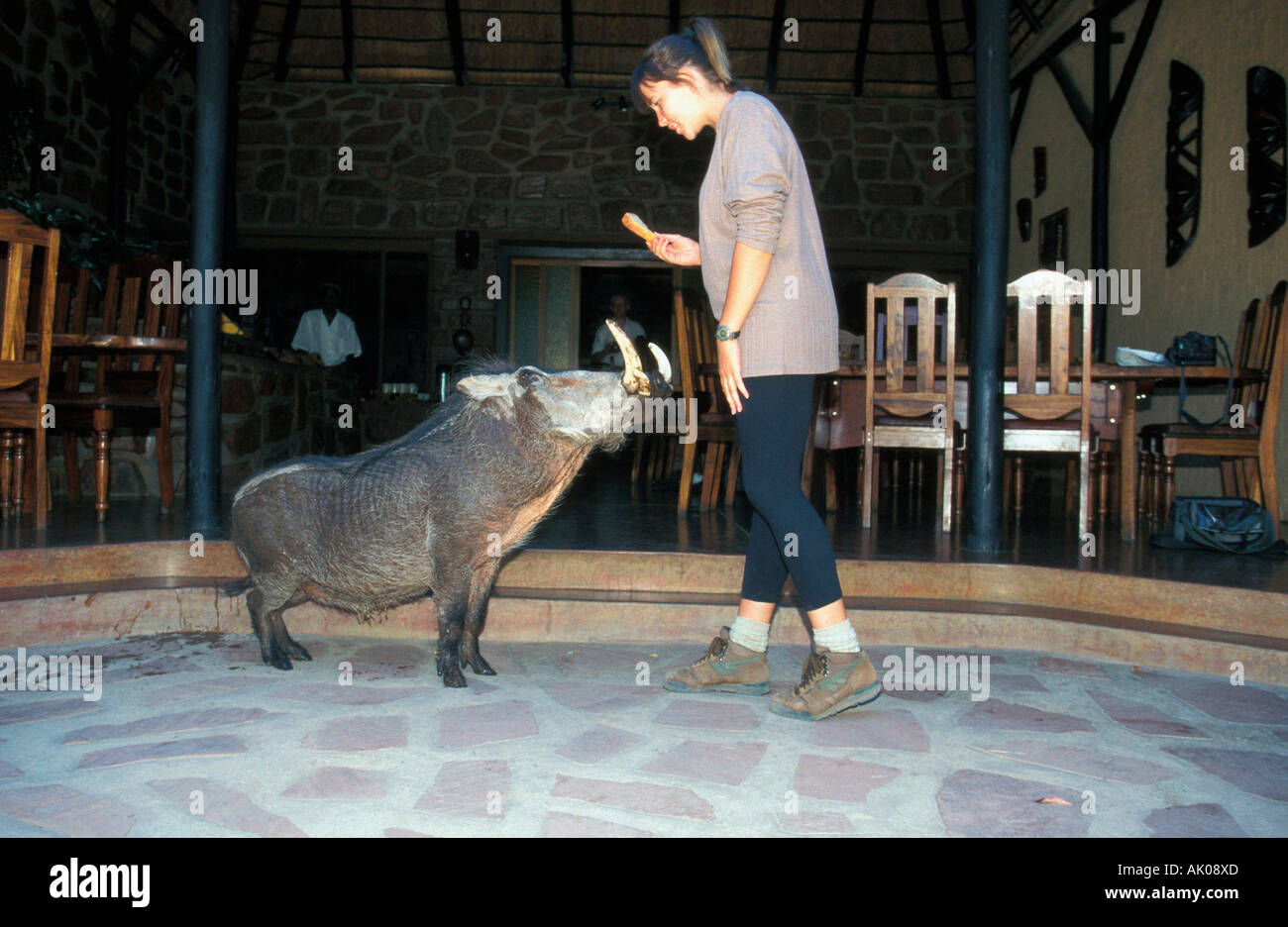Woman and Cape Warthog / Desert Wart Hog / Frau und Warzenschwein Stock ...