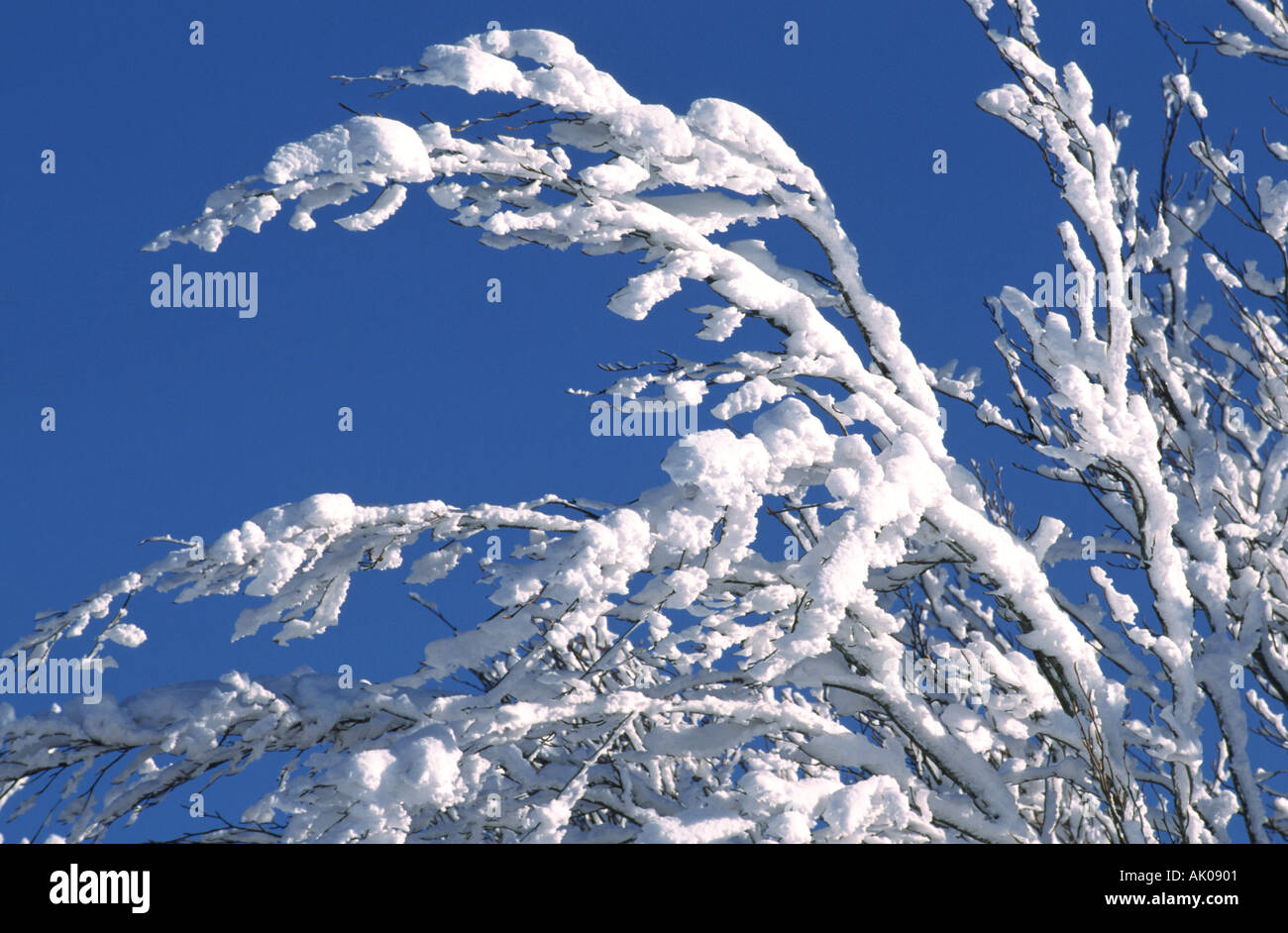 tree covered with snow Stock Photo - Alamy