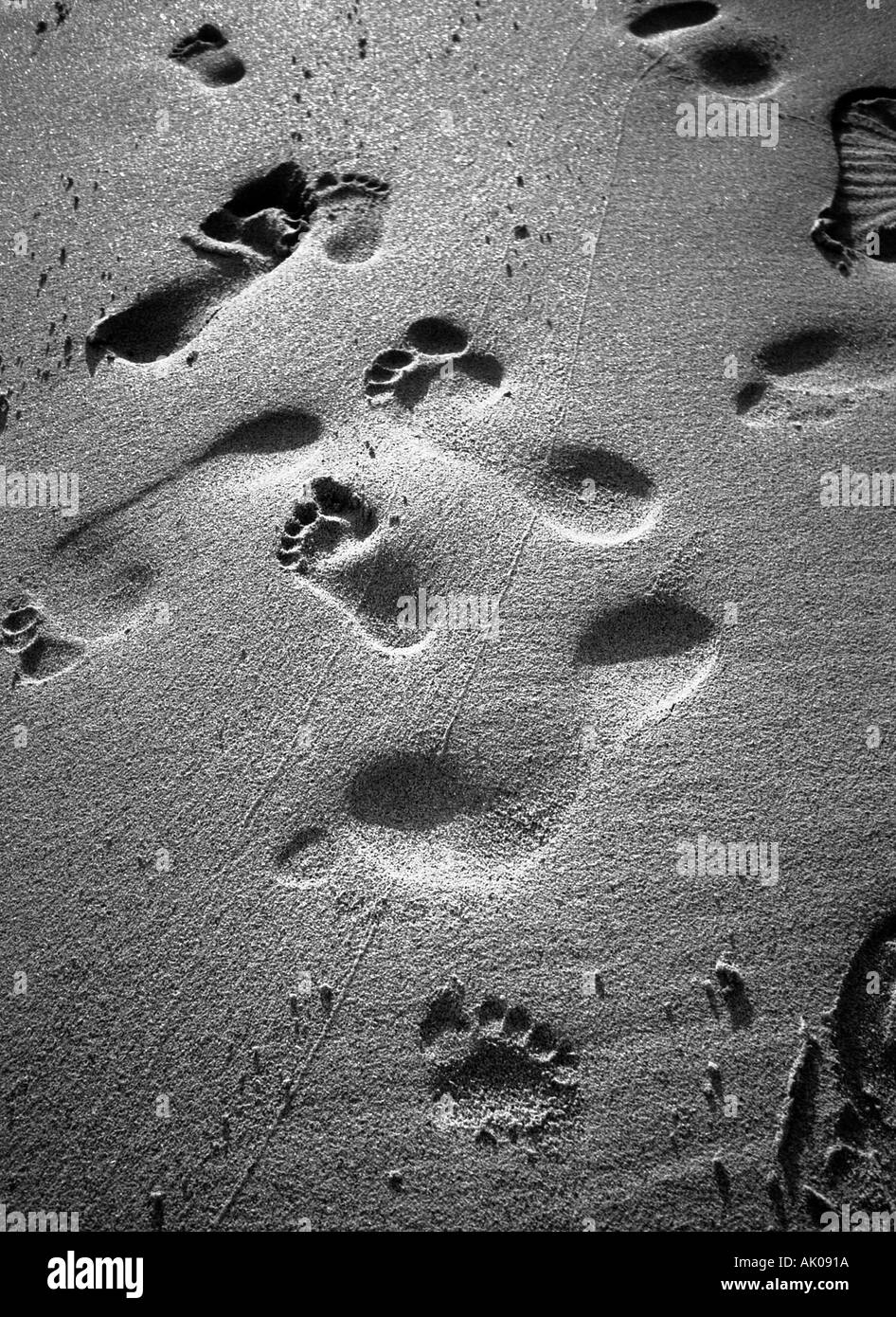 Hallmarks Footprints mark path way legacy volcanic sun Puerto del ...