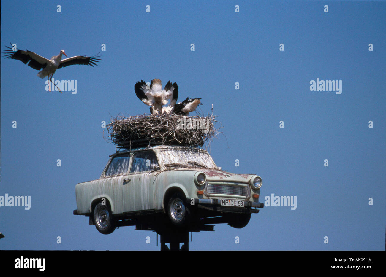 White stork on car in hi-res stock photography and images - Alamy