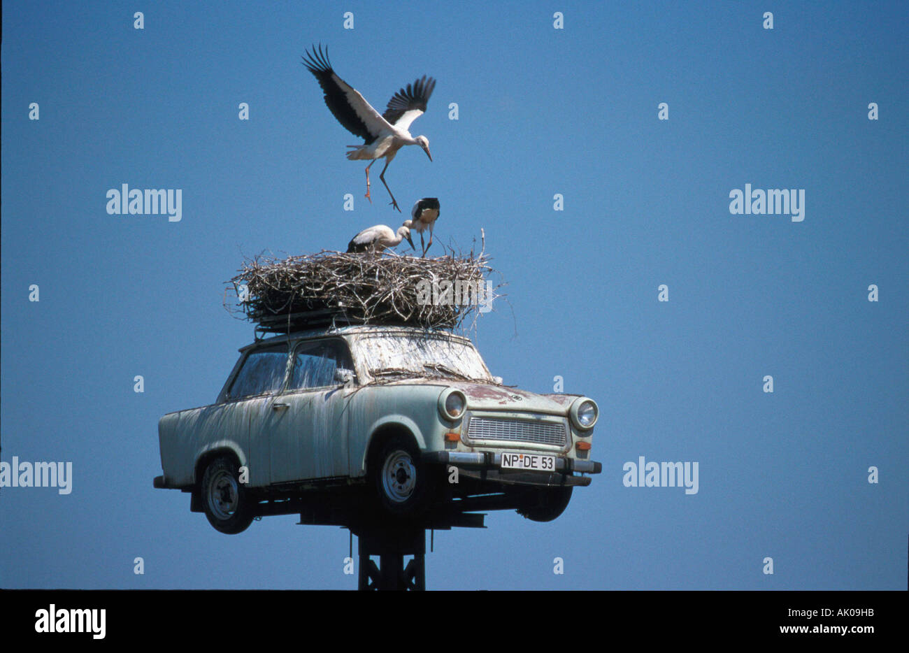 White stork on car in hi-res stock photography and images - Alamy