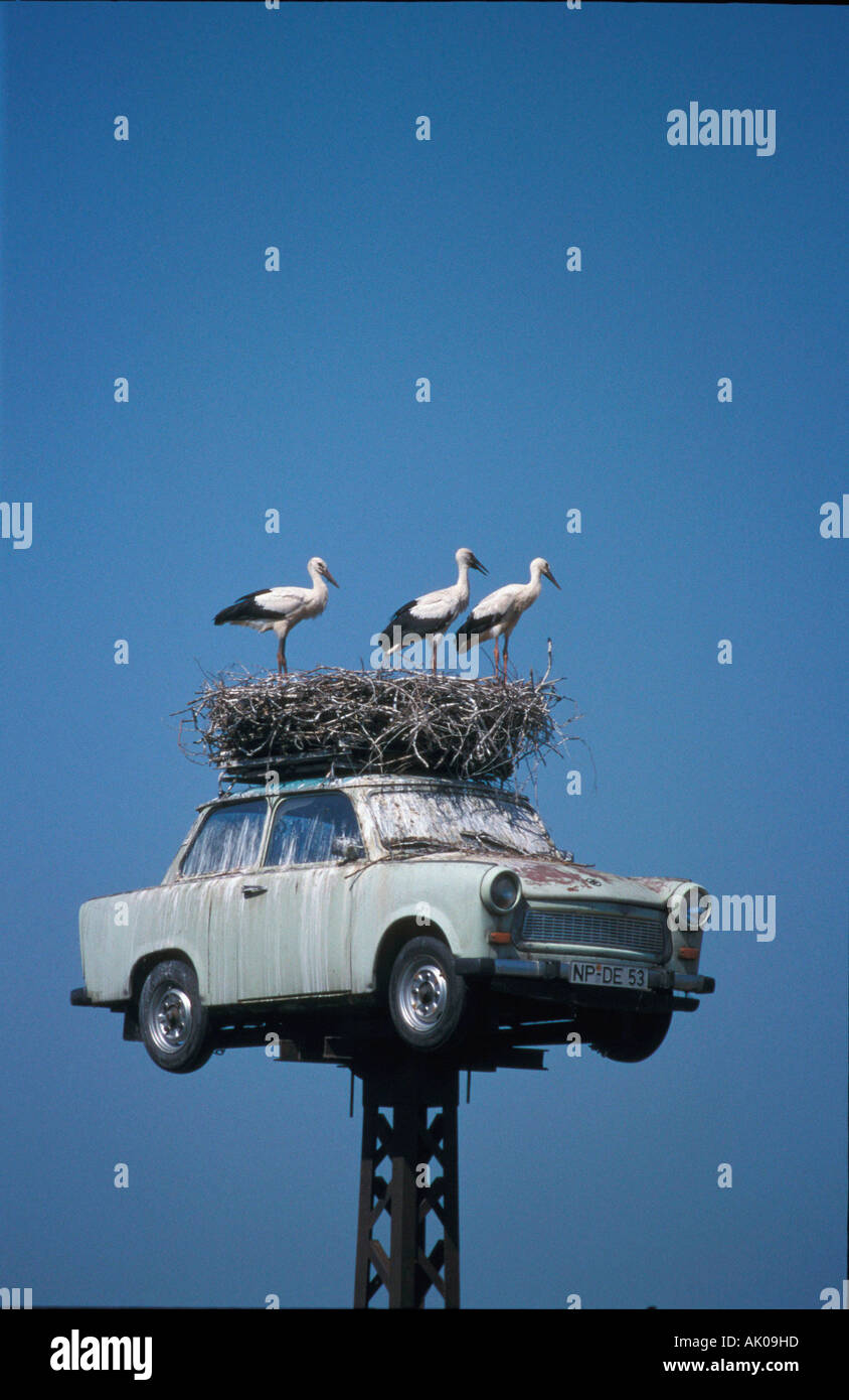 White stork on car hi-res stock photography and images - Alamy