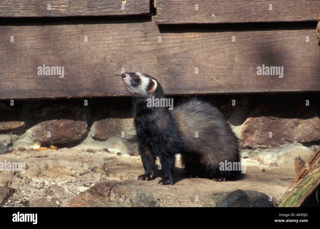 European Ferret / Polecat / Europaeischer Iltis / Waldiltis Stock Photo ...