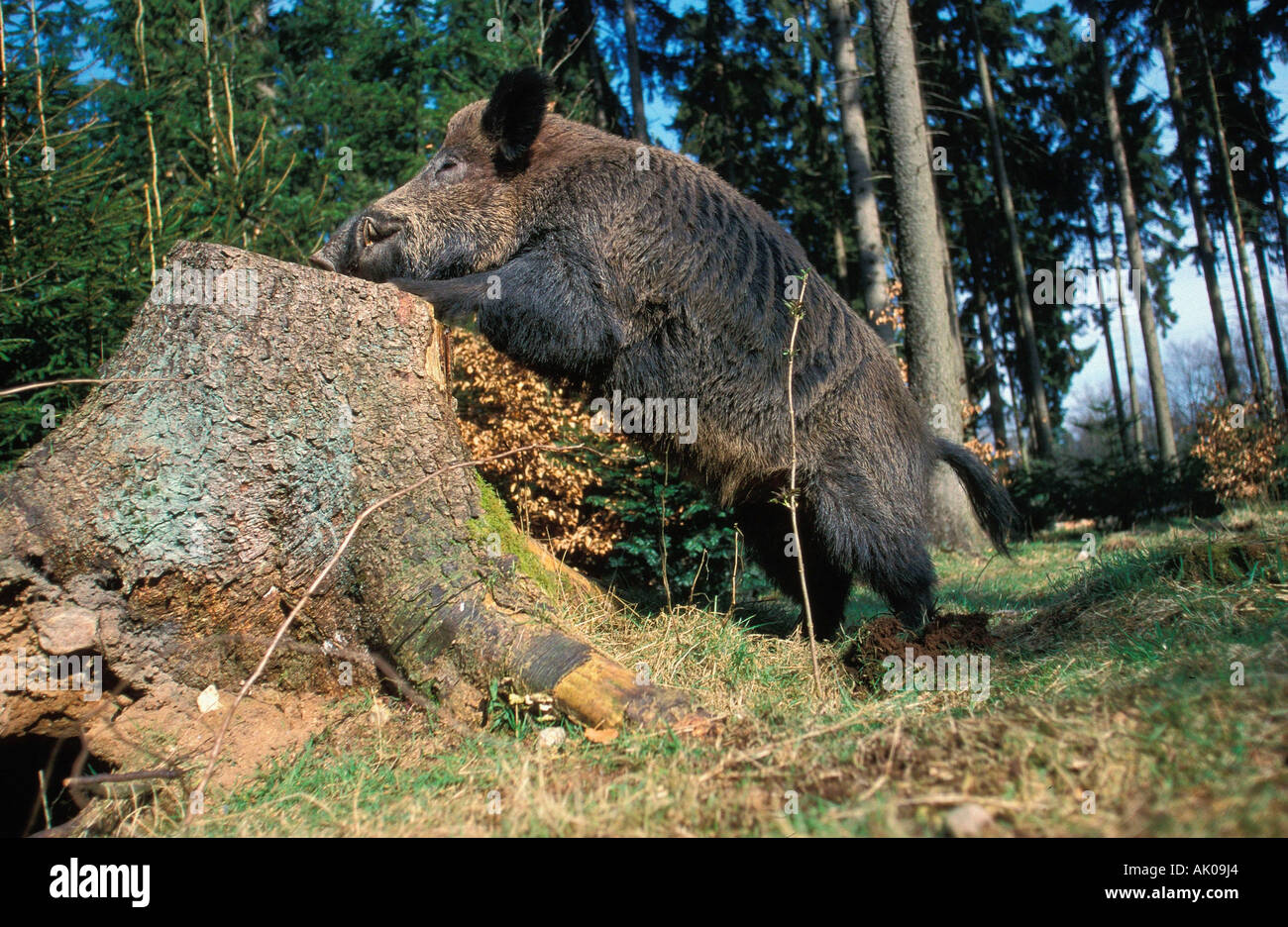 Wild Boar / Wildschwein Stock Photo - Alamy
