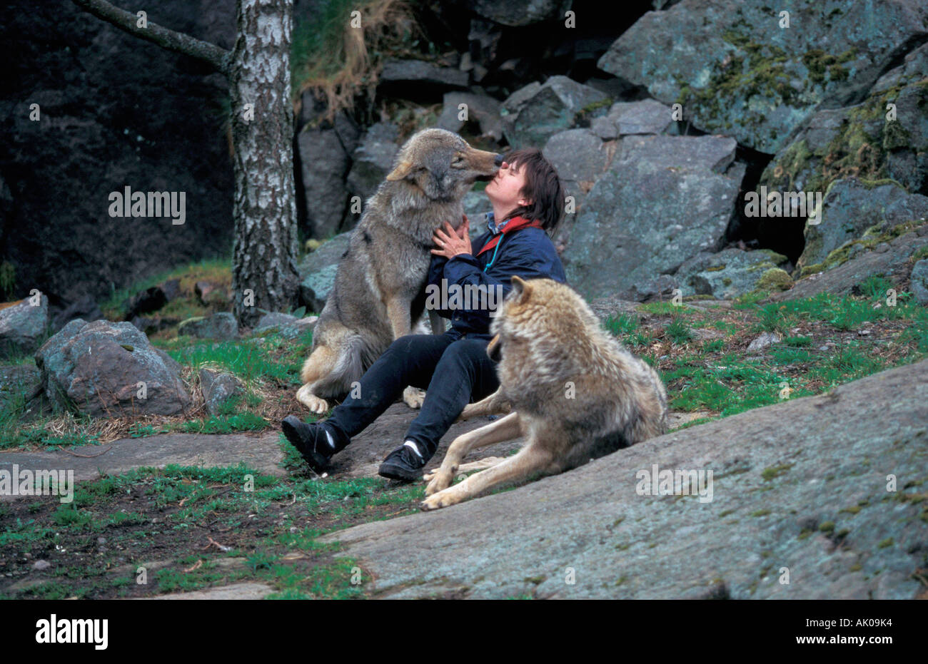 Wolf keeper hi-res stock photography and images - Alamy