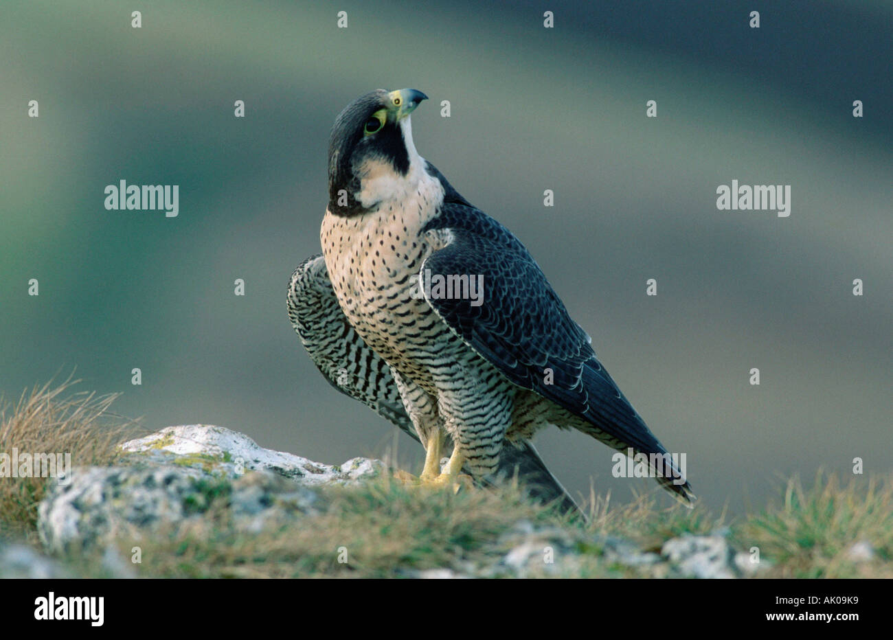 Wanderfalke hi-res stock photography and images - Alamy