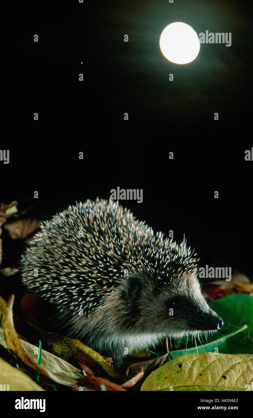 European Hedgehog / Europaeischer Igel Stock Photo - Alamy