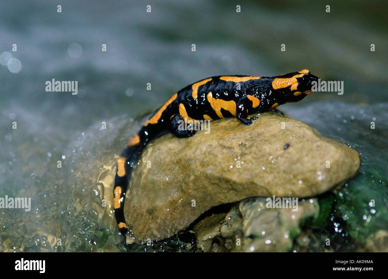 Fire Salamander / Feuersalamander Stock Photo - Alamy