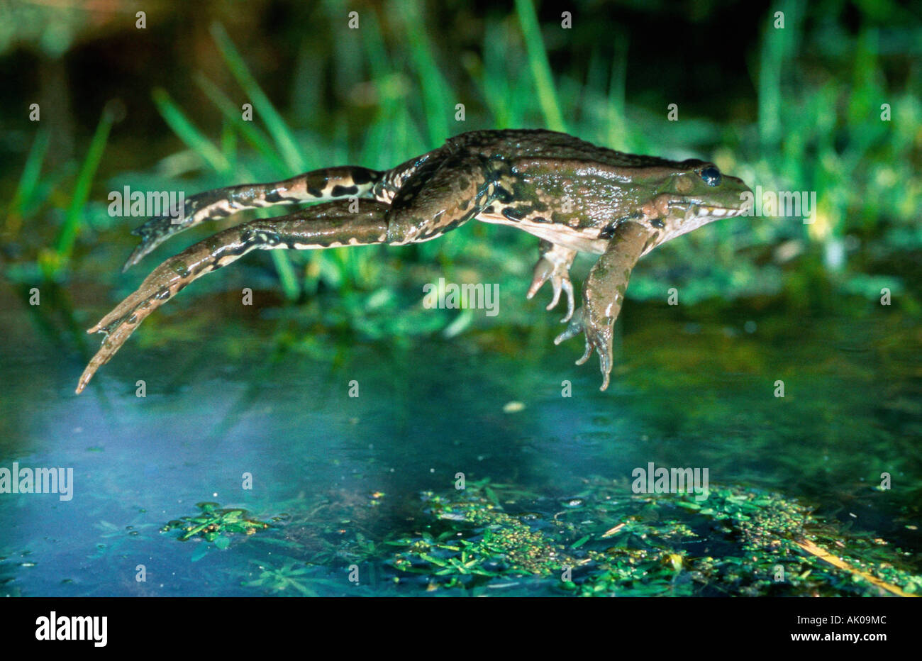 Lake Frog / Marsh Frog Stock Photo - Alamy