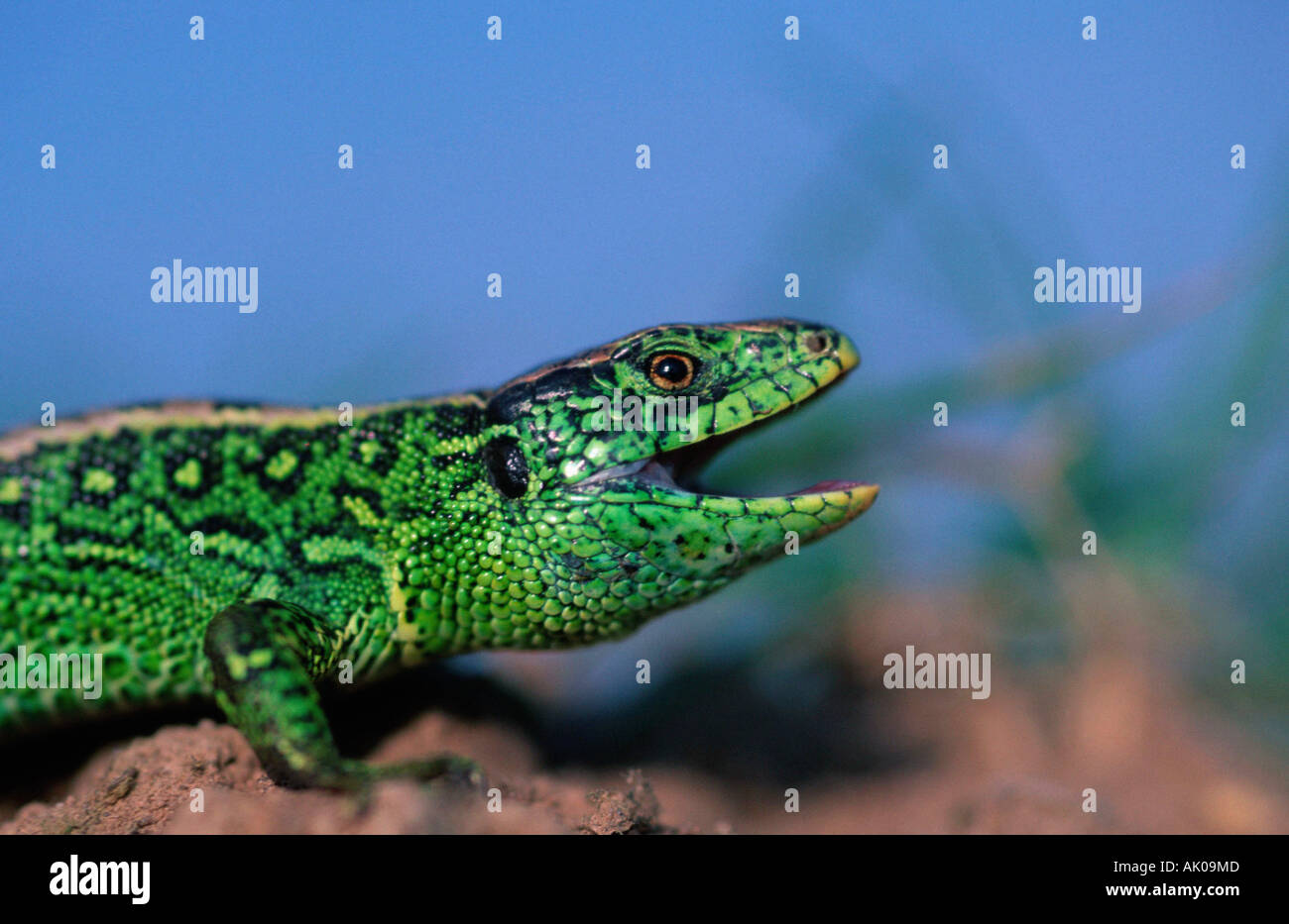 Sand Lizard / Zauneidechse Stock Photo - Alamy