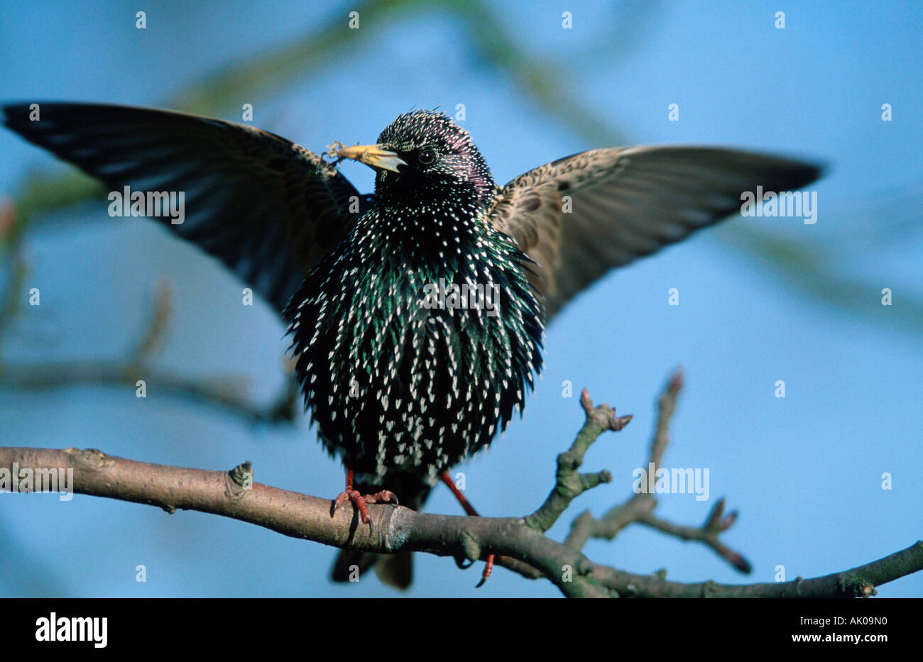 Common Starling / Star Stock Photo - Alamy